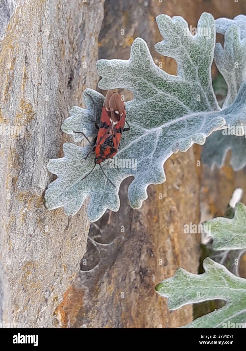 Indian Milkweed Bug (Spilostethus pandurus Stock Photo - Alamy