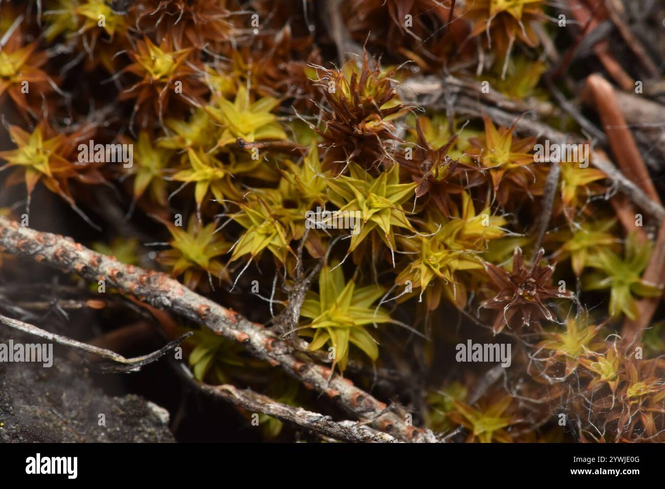 Star Moss (Syntrichia ruralis Stock Photo - Alamy
