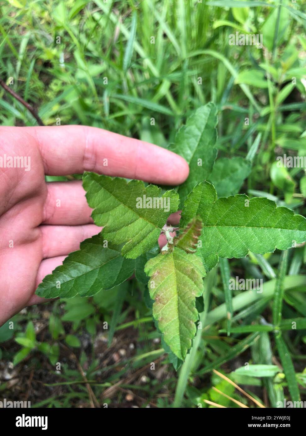 Prairie Crab Apple (Malus ioensis Stock Photo - Alamy