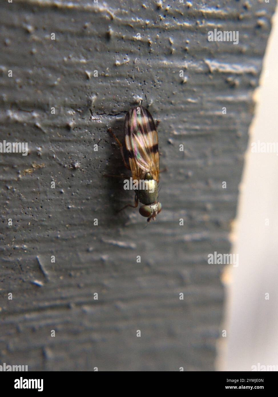 Banded-wing Flies (Chaetopsis Stock Photo - Alamy