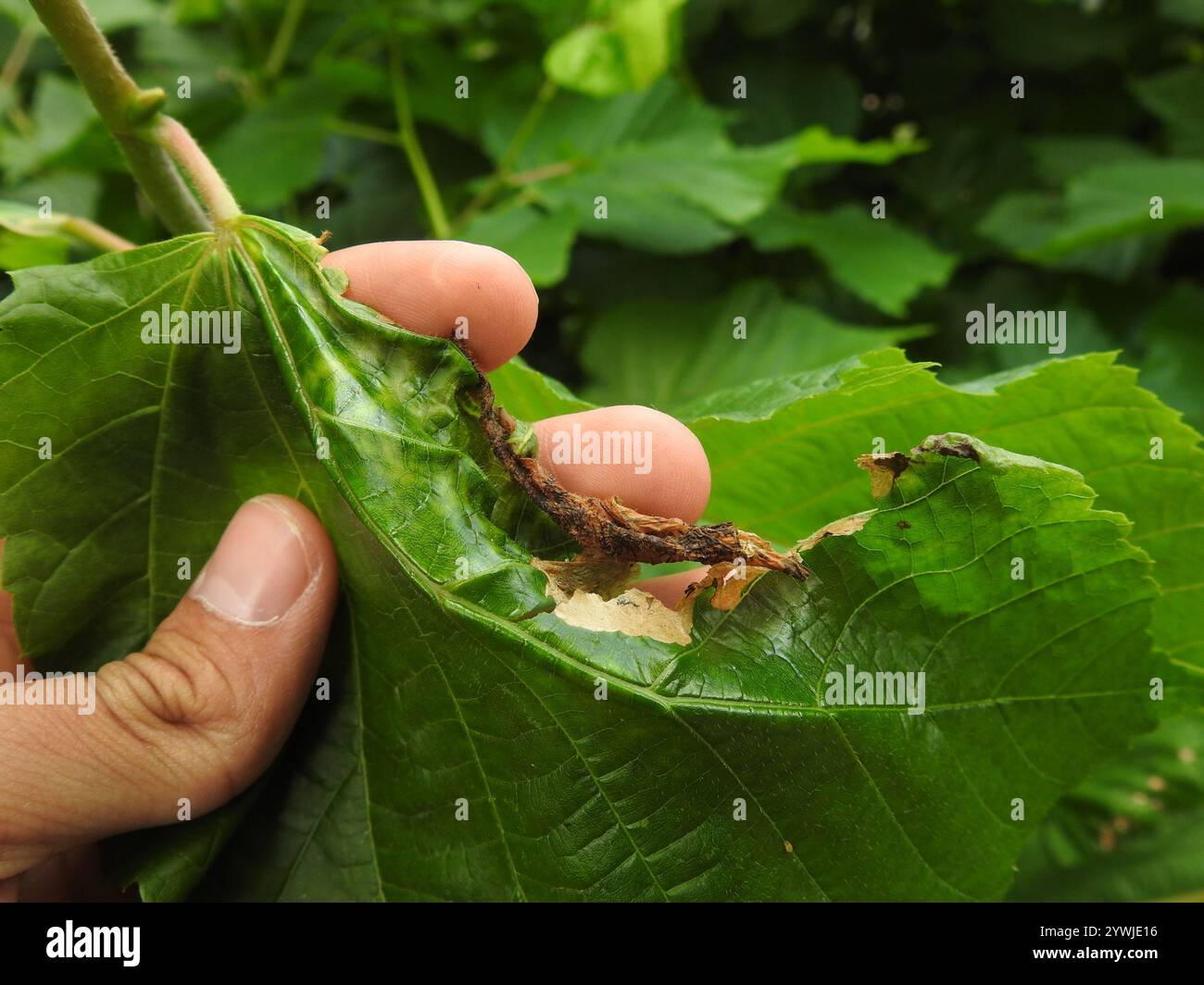 Winged and Once-winged Insects (Pterygota Stock Photo - Alamy