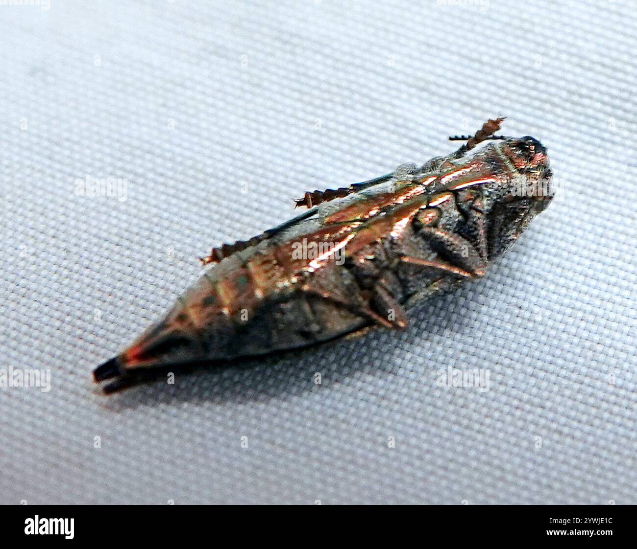 Flat-headed Hardwood Borer (Dicerca divaricata Stock Photo - Alamy