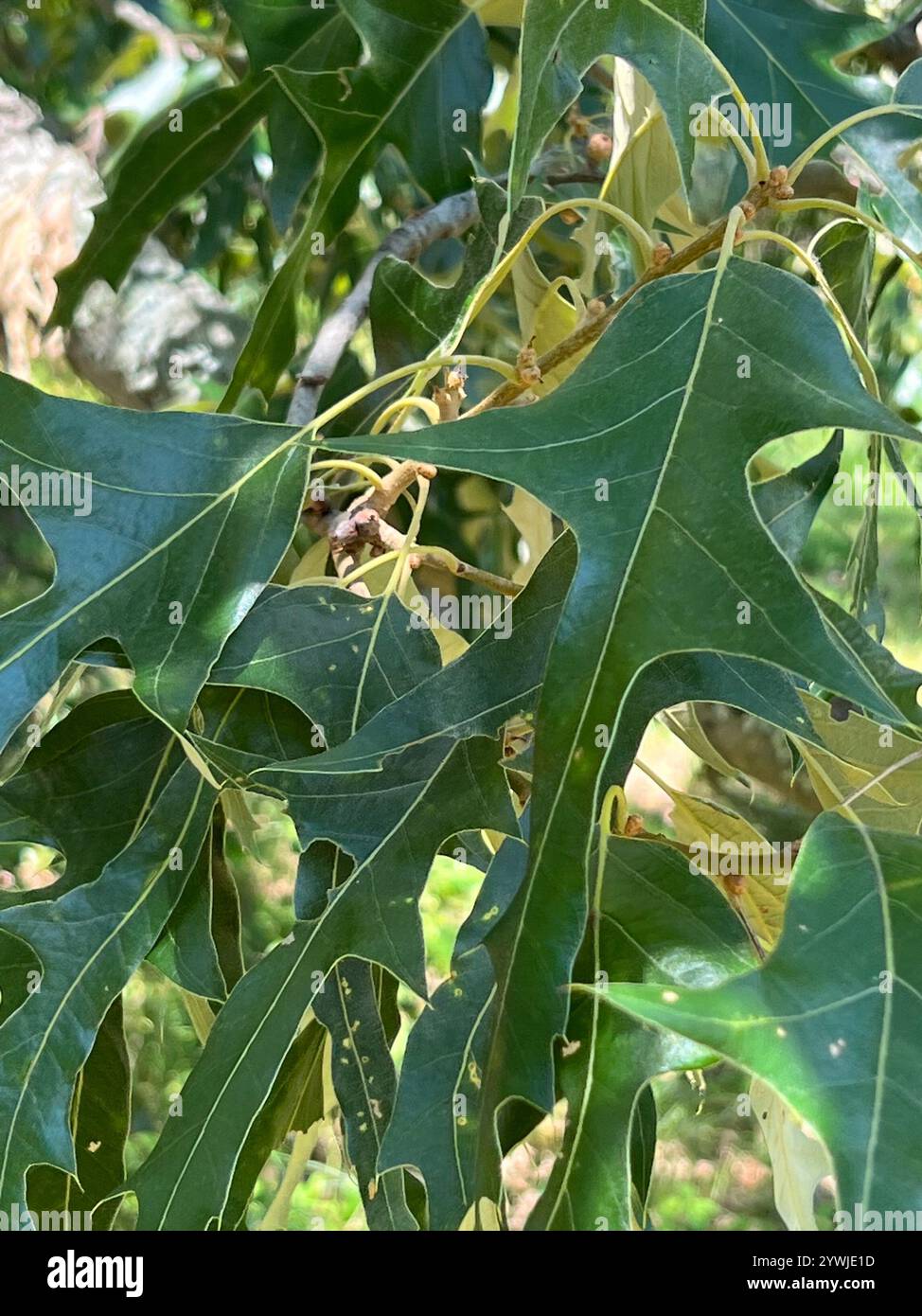 southern red oak (Quercus falcata Stock Photo - Alamy