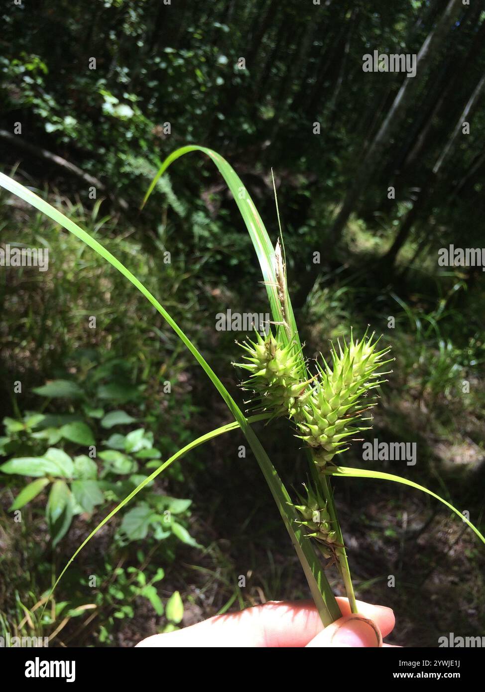 hop sedge (Carex lupulina Stock Photo - Alamy