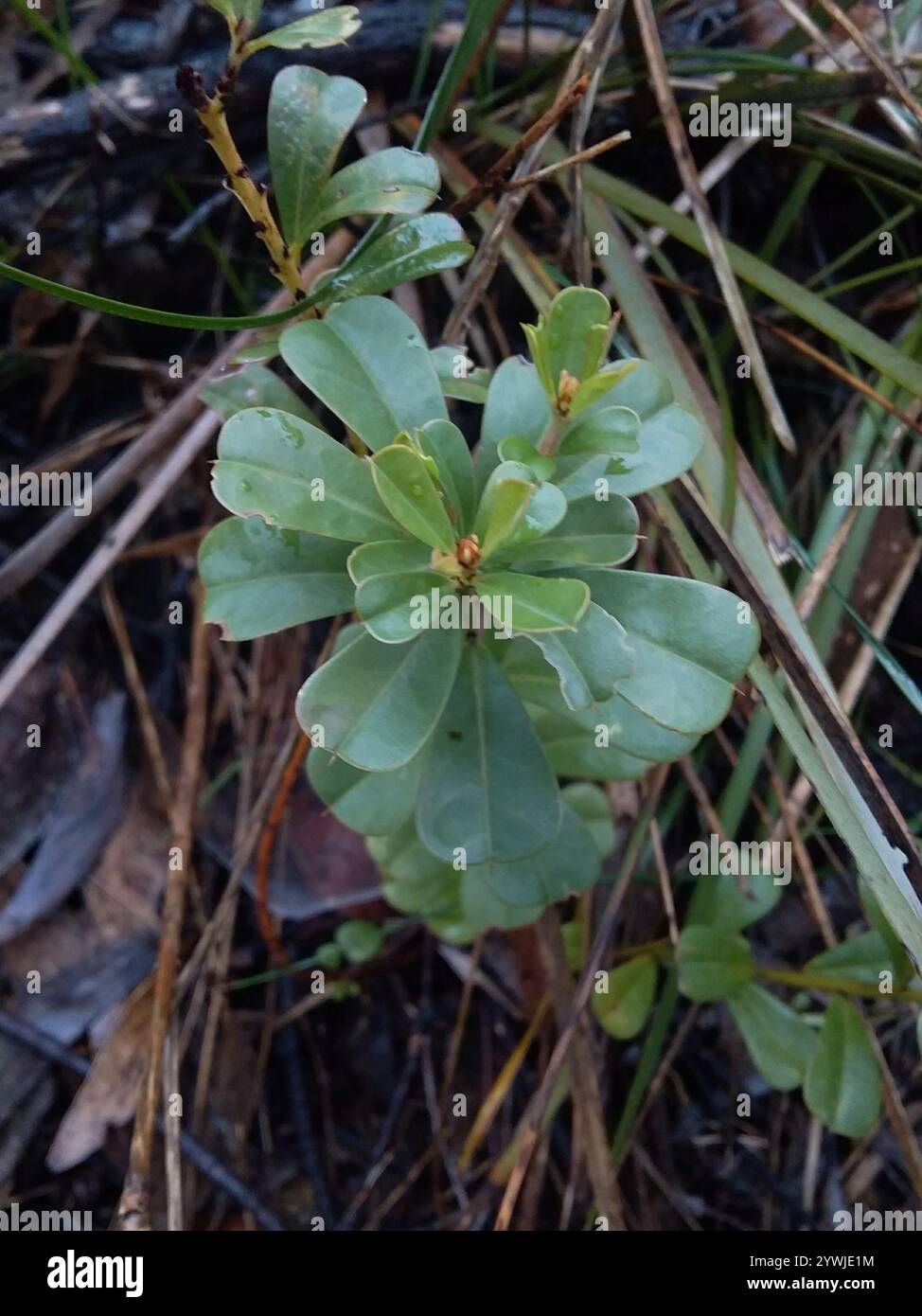 Large-leaf Bush Pea (Pultenaea daphnoides Stock Photo - Alamy