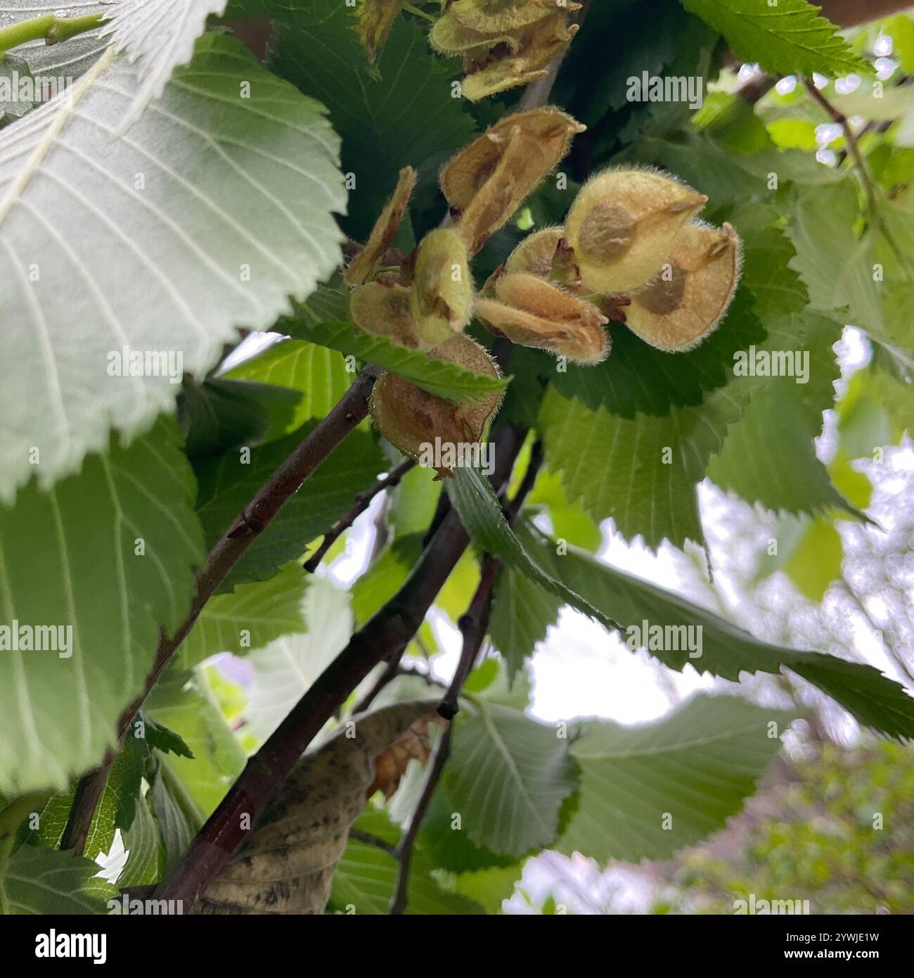 American elm (Ulmus americana Stock Photo - Alamy