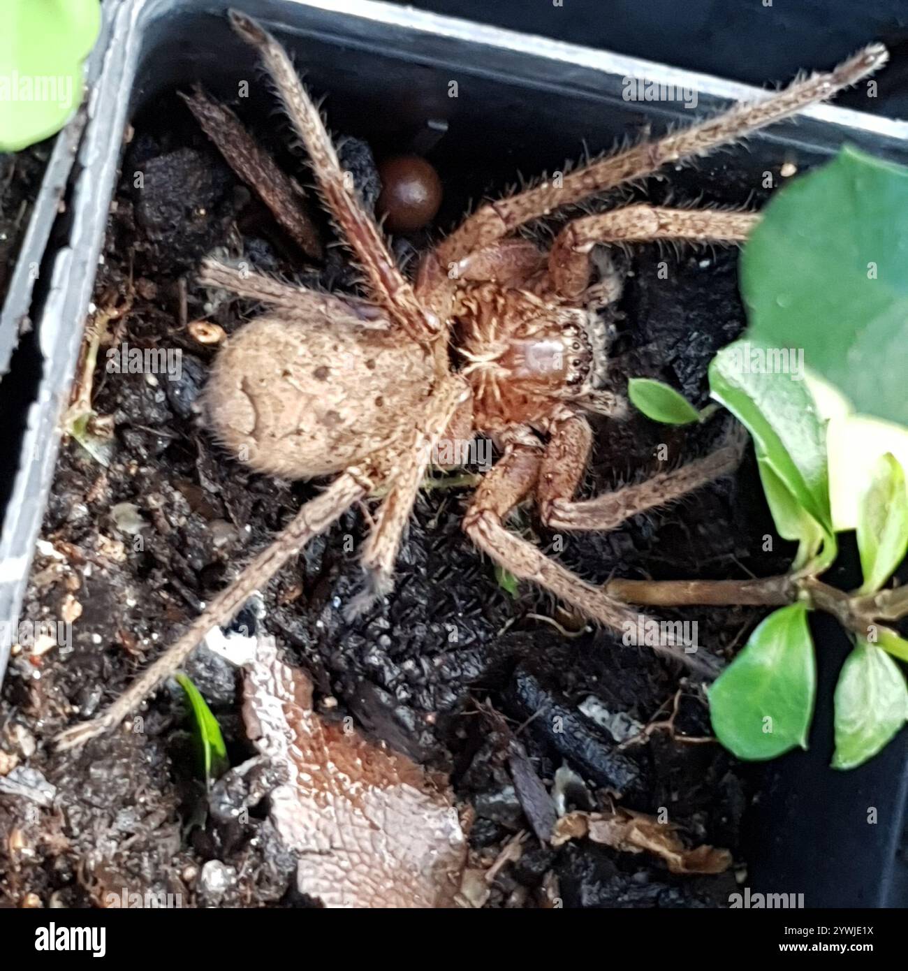 Giant Huntsman Spiders (Heteropoda Stock Photo - Alamy