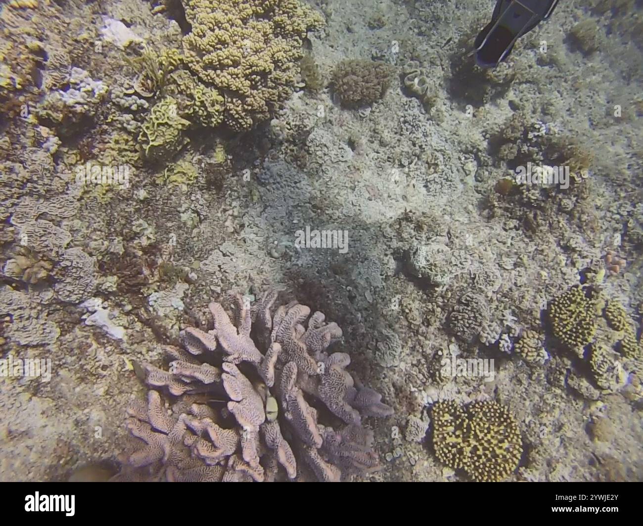 Reticulated Damselfish (Dascyllus reticulatus Stock Photo - Alamy