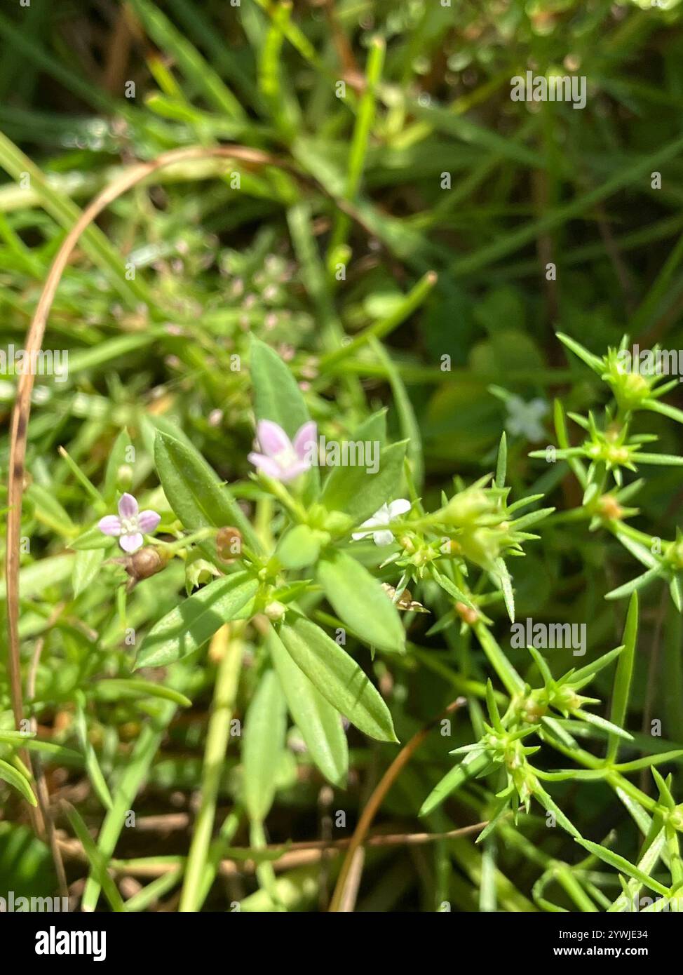 Old World Diamond Flower (Oldenlandia corymbosa Stock Photo - Alamy