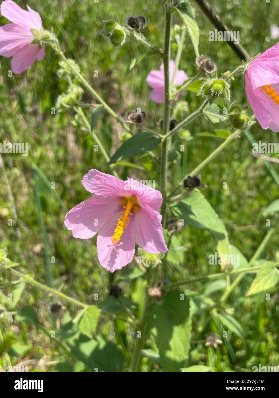 Saltmarsh mallow (Kosteletzkya pentacarpos Stock Photo - Alamy