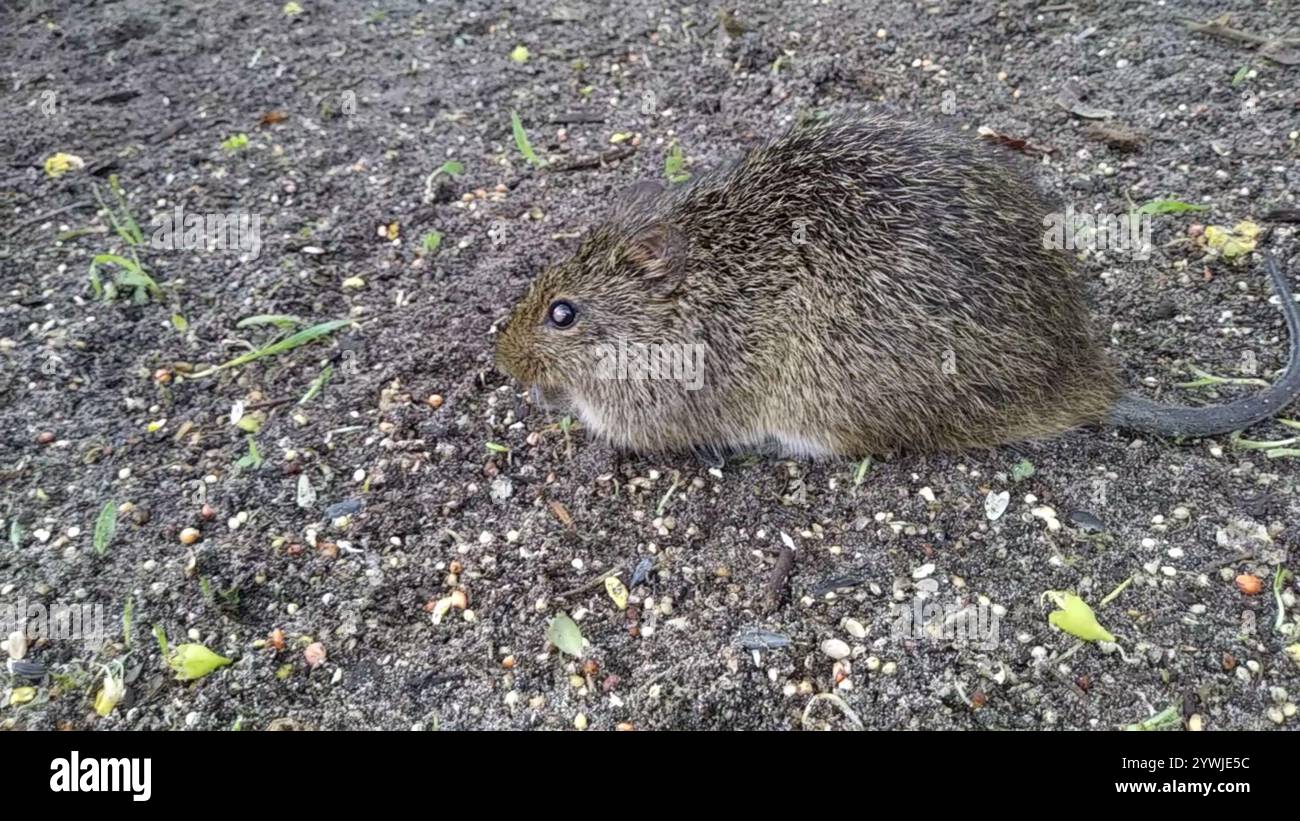 Hispid Cotton Rat (Sigmodon hispidus Stock Photo - Alamy