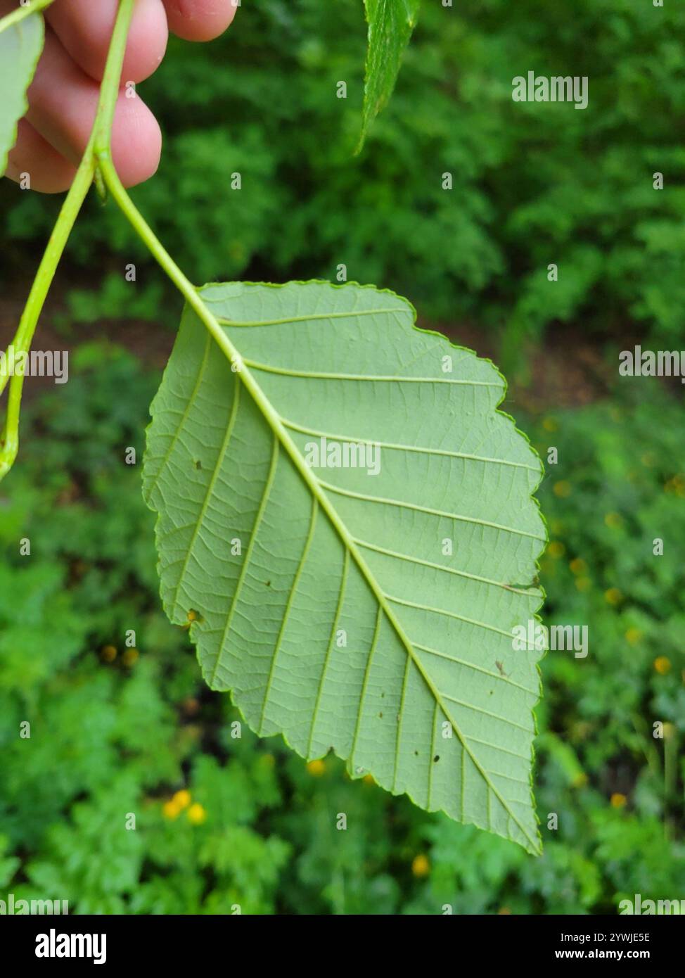 Red Alder (Alnus rubra Stock Photo - Alamy