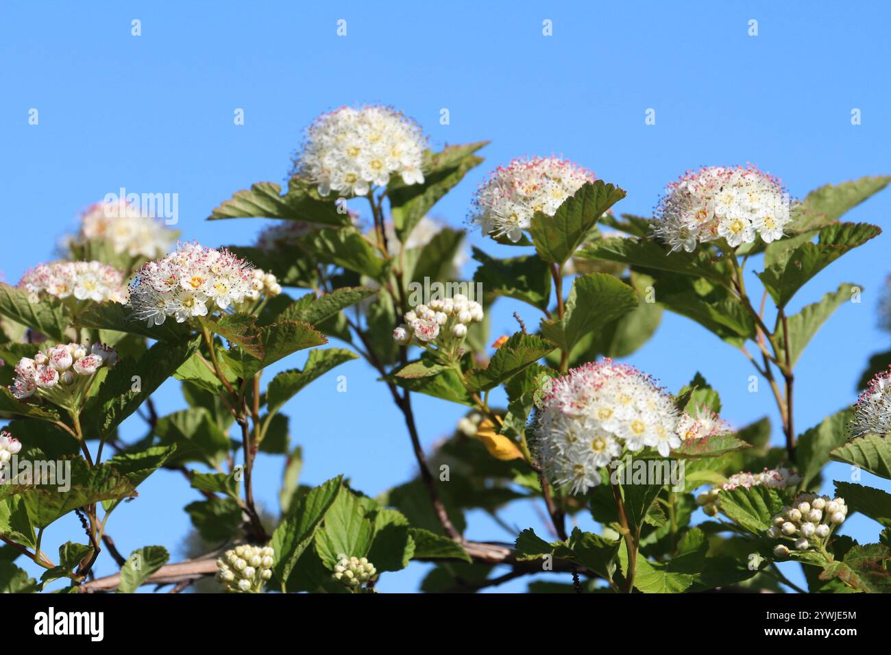 common ninebark (Physocarpus opulifolius Stock Photo - Alamy