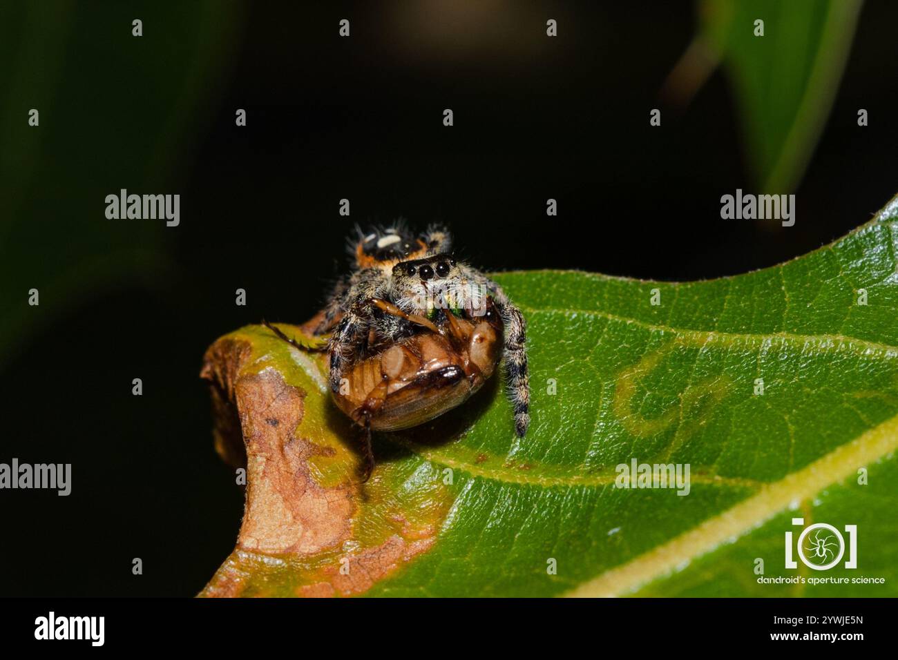 Workman's Jumping Spider (Phidippus workmani Stock Photo - Alamy