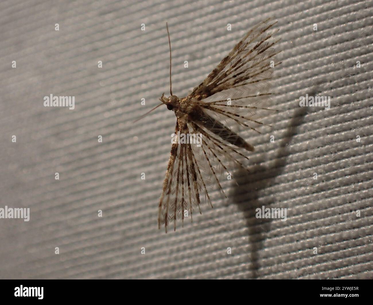 Montana Six-plume Moth (Alucita montana Stock Photo - Alamy
