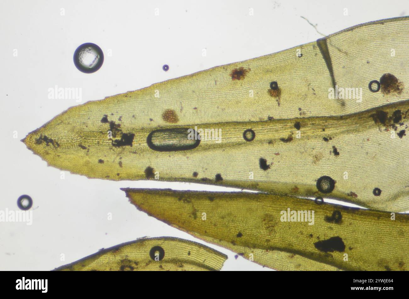 Yellow Fringe-moss (Racomitrium aciculare Stock Photo - Alamy