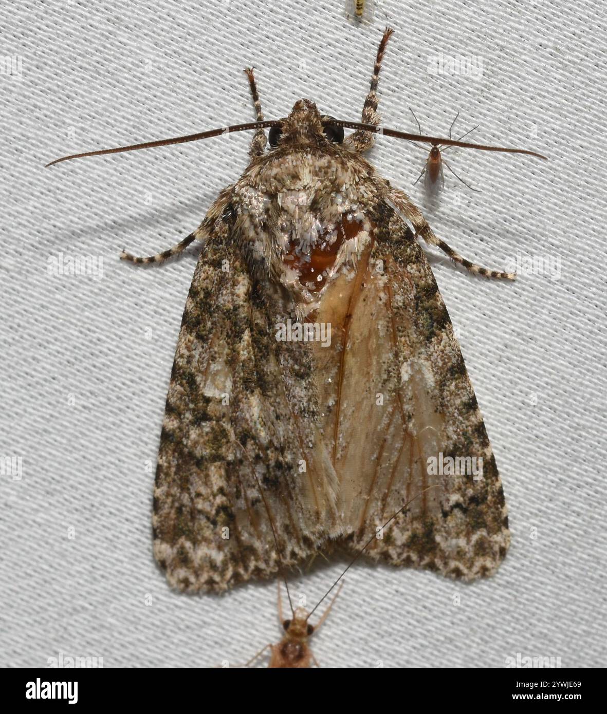 Dagger Moths (Acronicta Stock Photo - Alamy