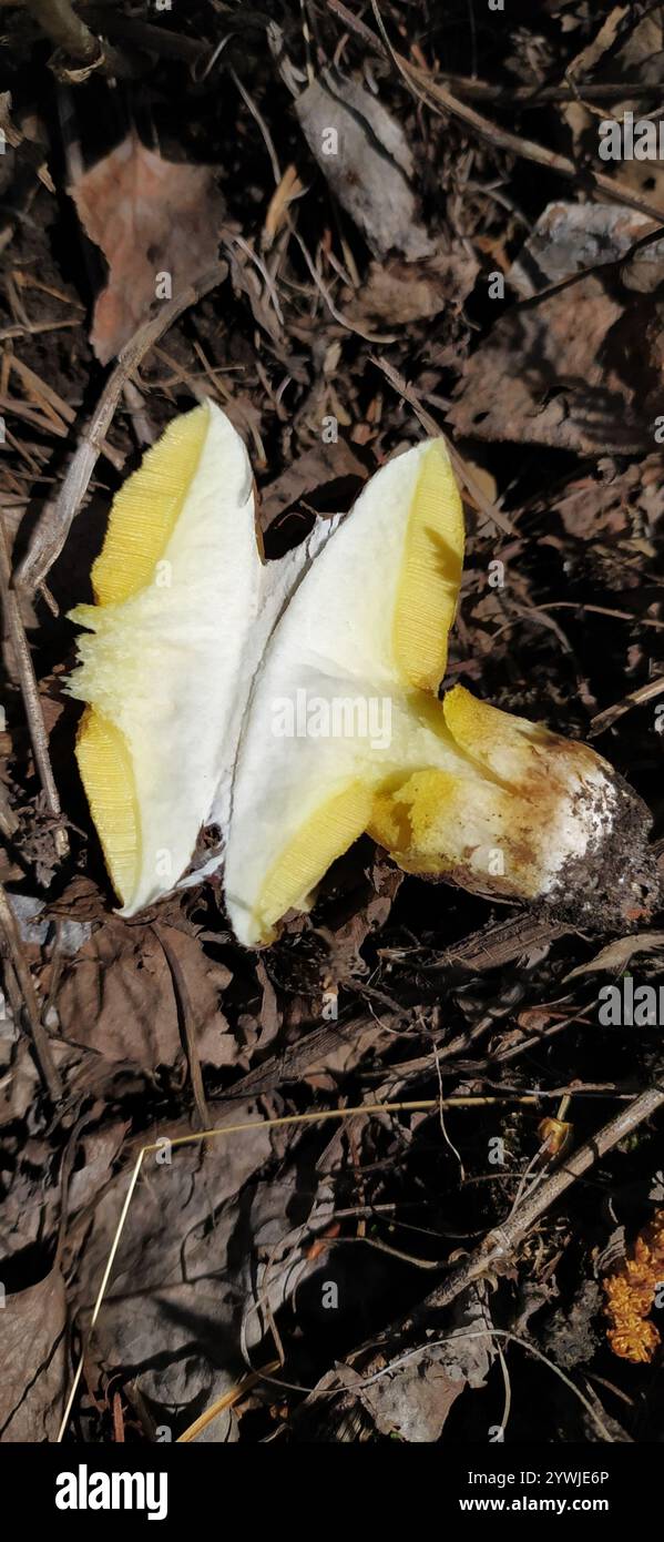 Purple-veiled Slippery Jack (Suillus luteus Stock Photo - Alamy
