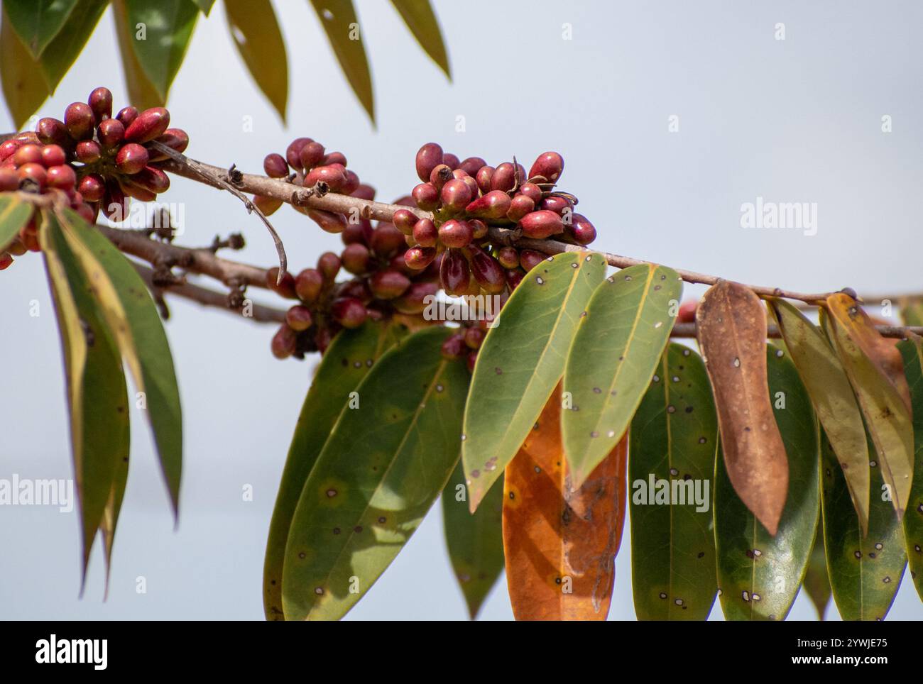 Xylopia hi-res stock photography and images - Alamy