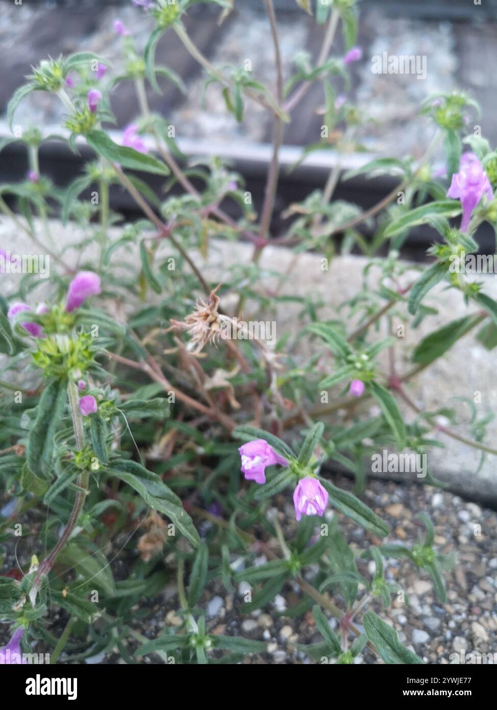 Red Hemp-nettle (Galeopsis angustifolia Stock Photo - Alamy