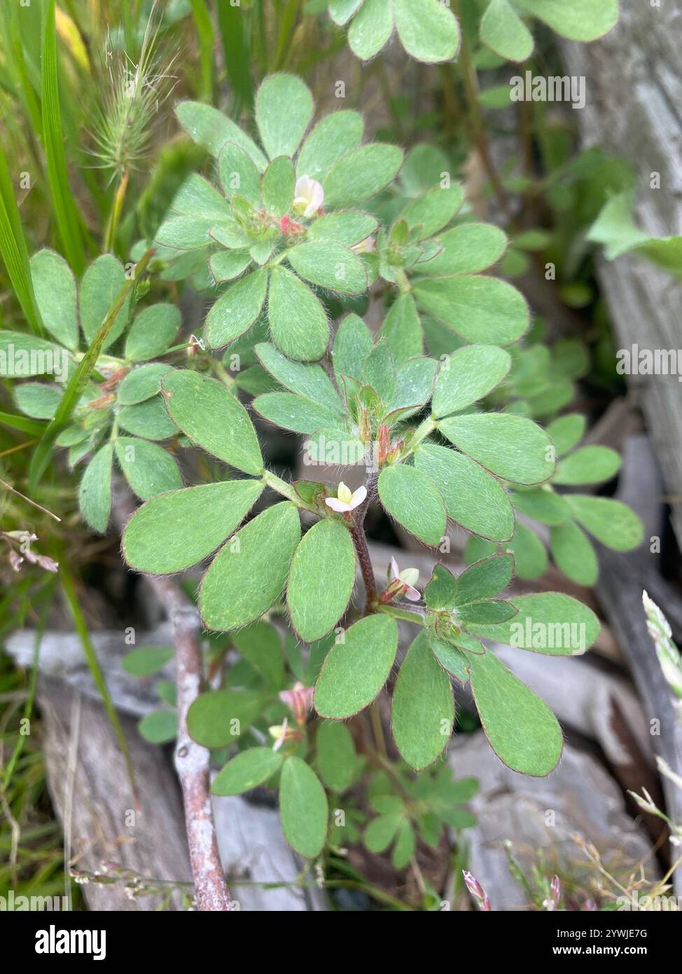 Short-flower Deervetch (Acmispon parviflorus Stock Photo - Alamy