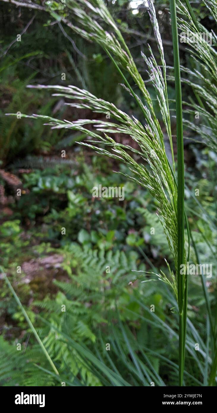 tufted hair grass (Deschampsia cespitosa Stock Photo - Alamy