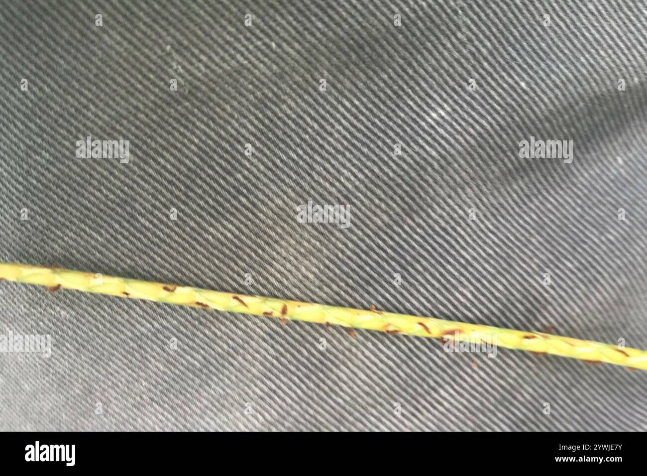 Pan American Balsomscale (Elionurus tripsacoides Stock Photo - Alamy