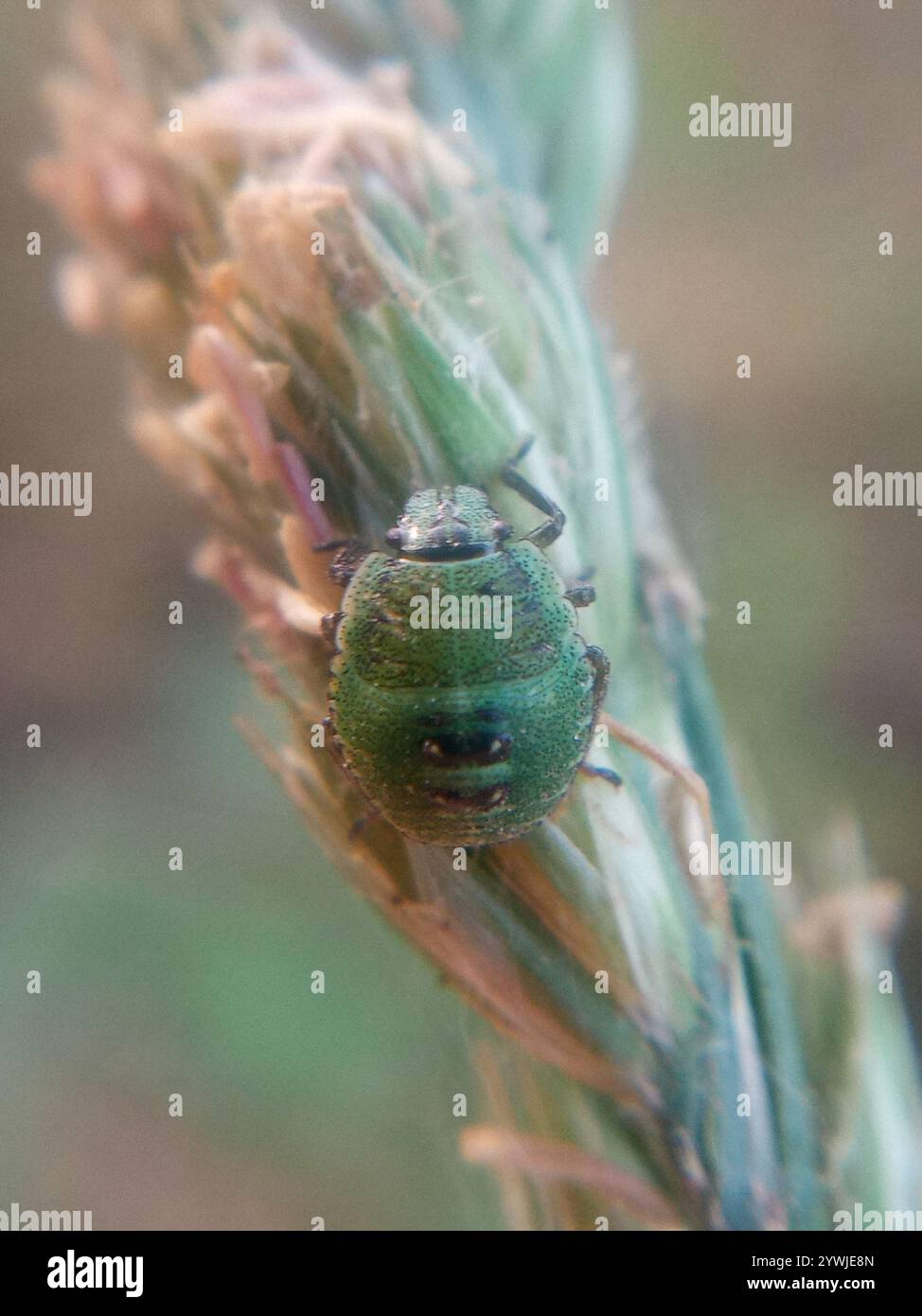 Green Shield Bug (Palomena prasina Stock Photo - Alamy