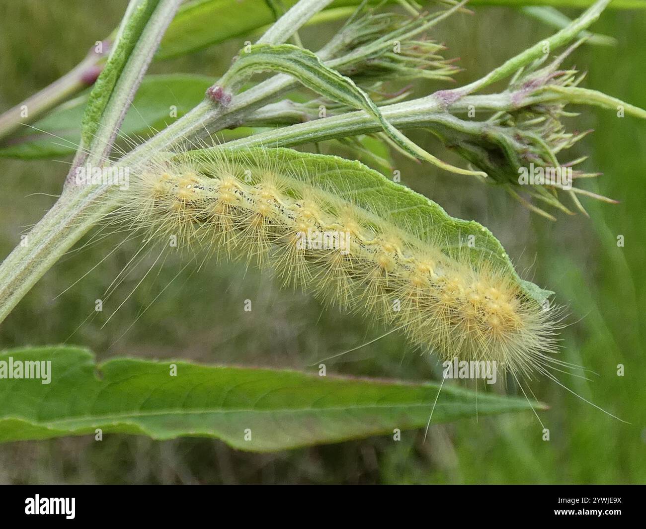 Salt Marsh Moth (Estigmene acrea Stock Photo - Alamy