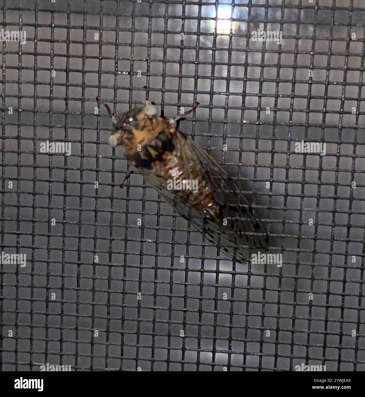 Little mesquite cicada (Pacarina puella Stock Photo - Alamy