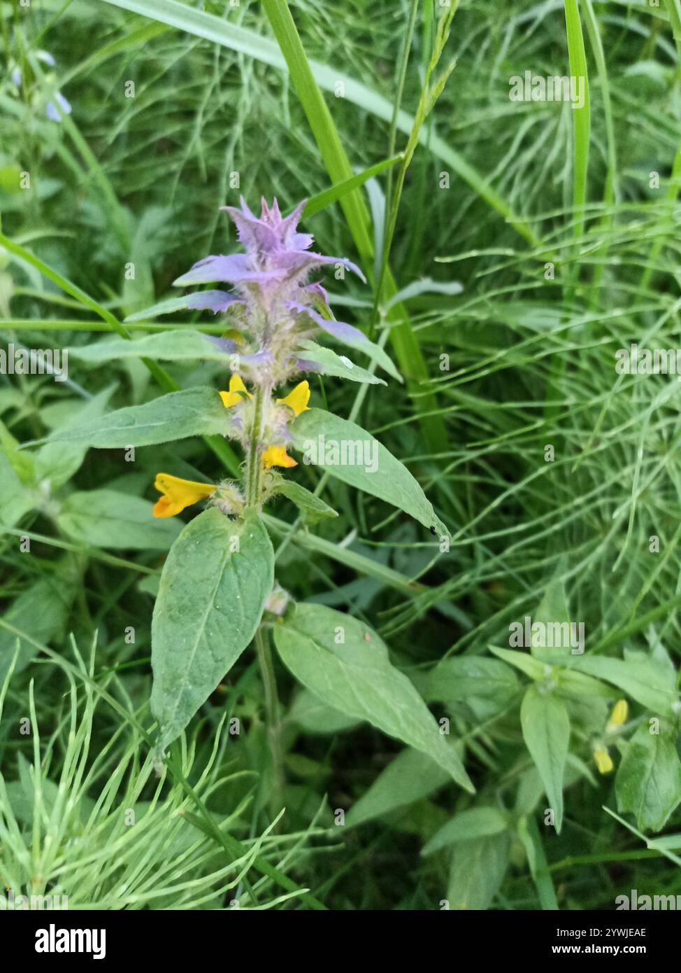 Wood Cow-wheat (Melampyrum nemorosum Stock Photo - Alamy