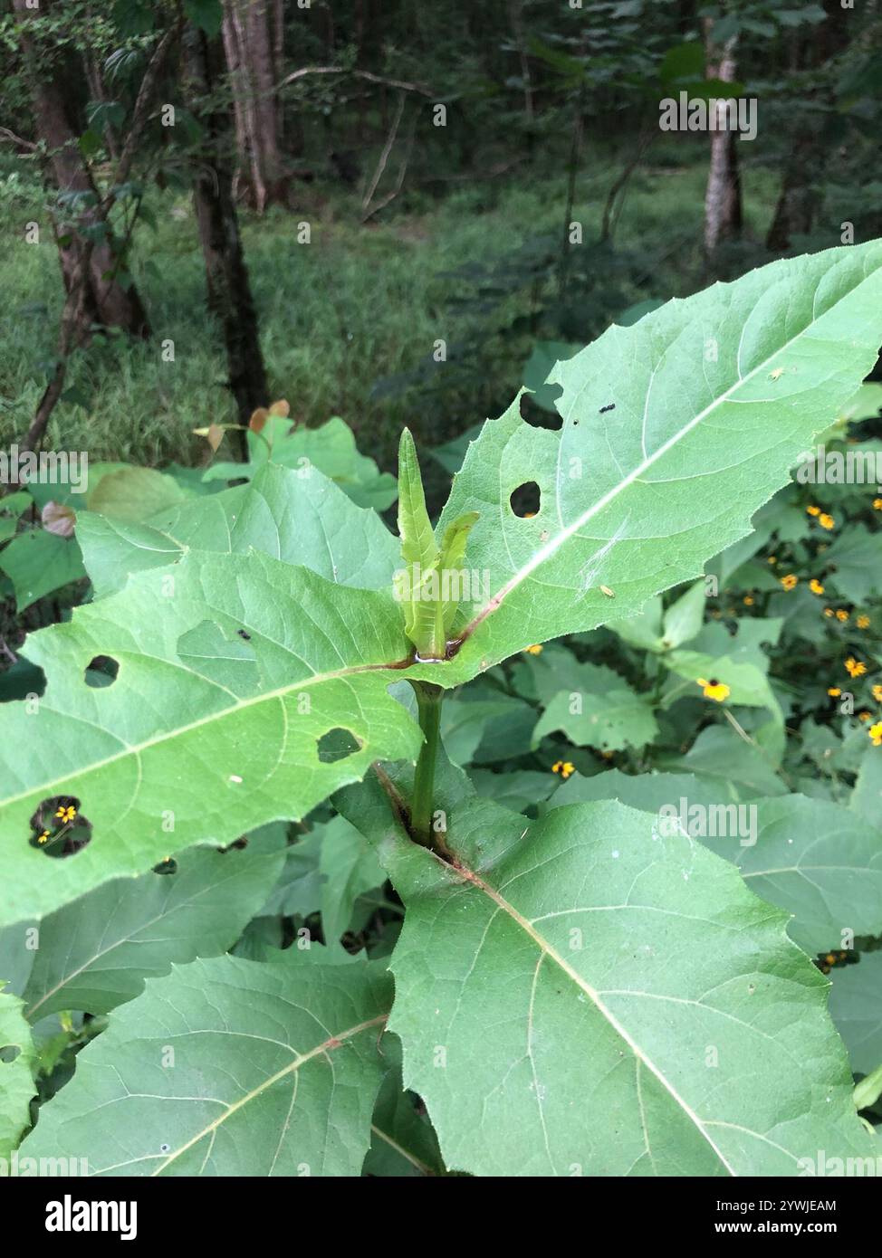 cup plant (Silphium perfoliatum Stock Photo - Alamy