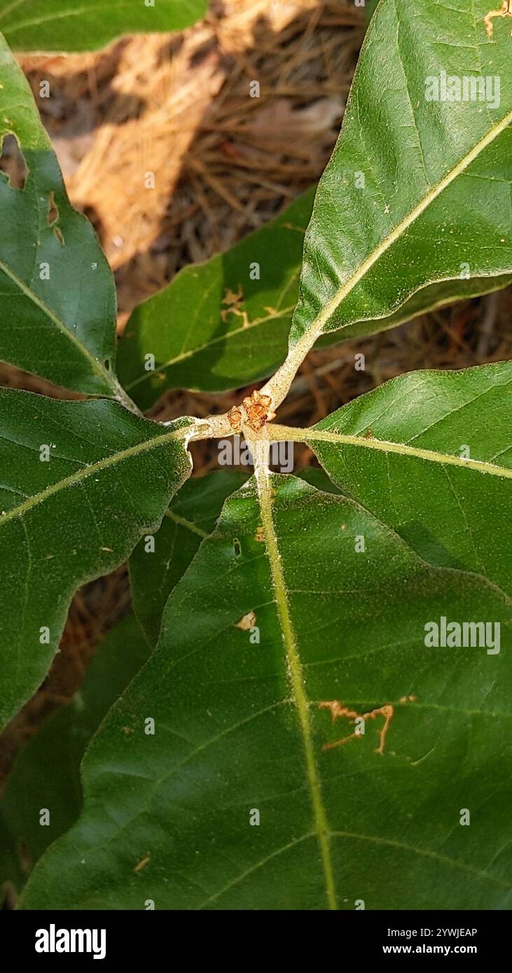 southern red oak (Quercus falcata Stock Photo - Alamy