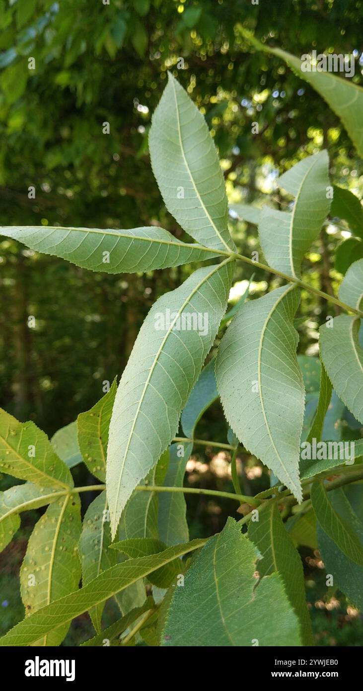 bitternut hickory (Carya cordiformis Stock Photo - Alamy