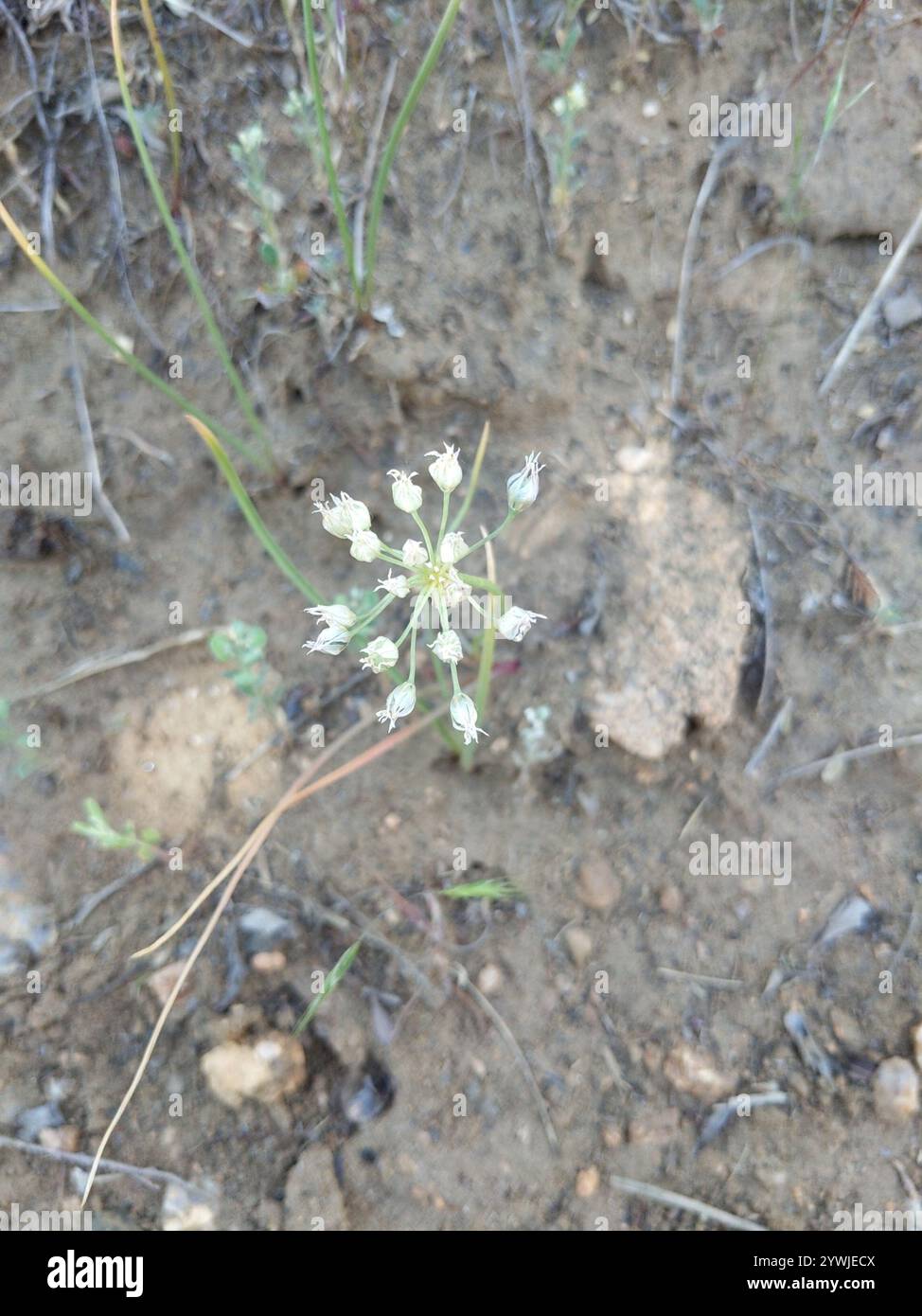 Textile onion (Allium textile Stock Photo - Alamy