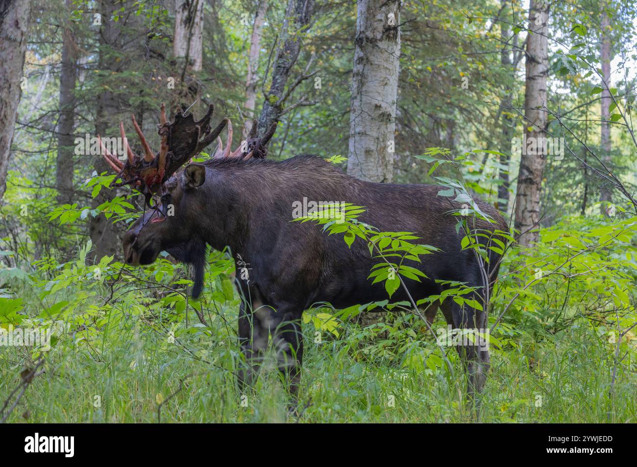Alaska Yukon Bull Moose in Early Autumn in Alaska Stock Photo - Alamy