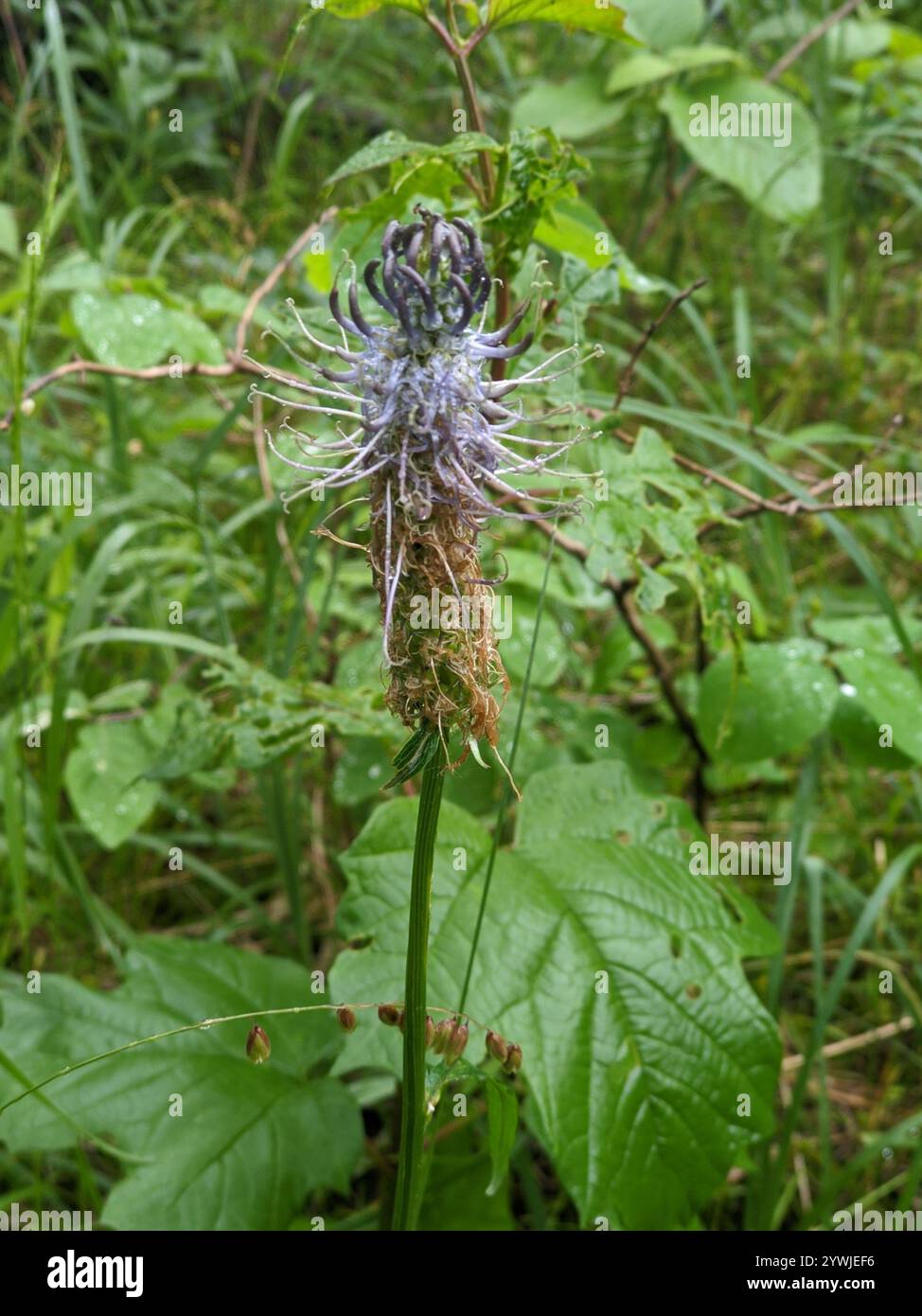 Spiked rampion (Phyteuma spicatum Stock Photo - Alamy