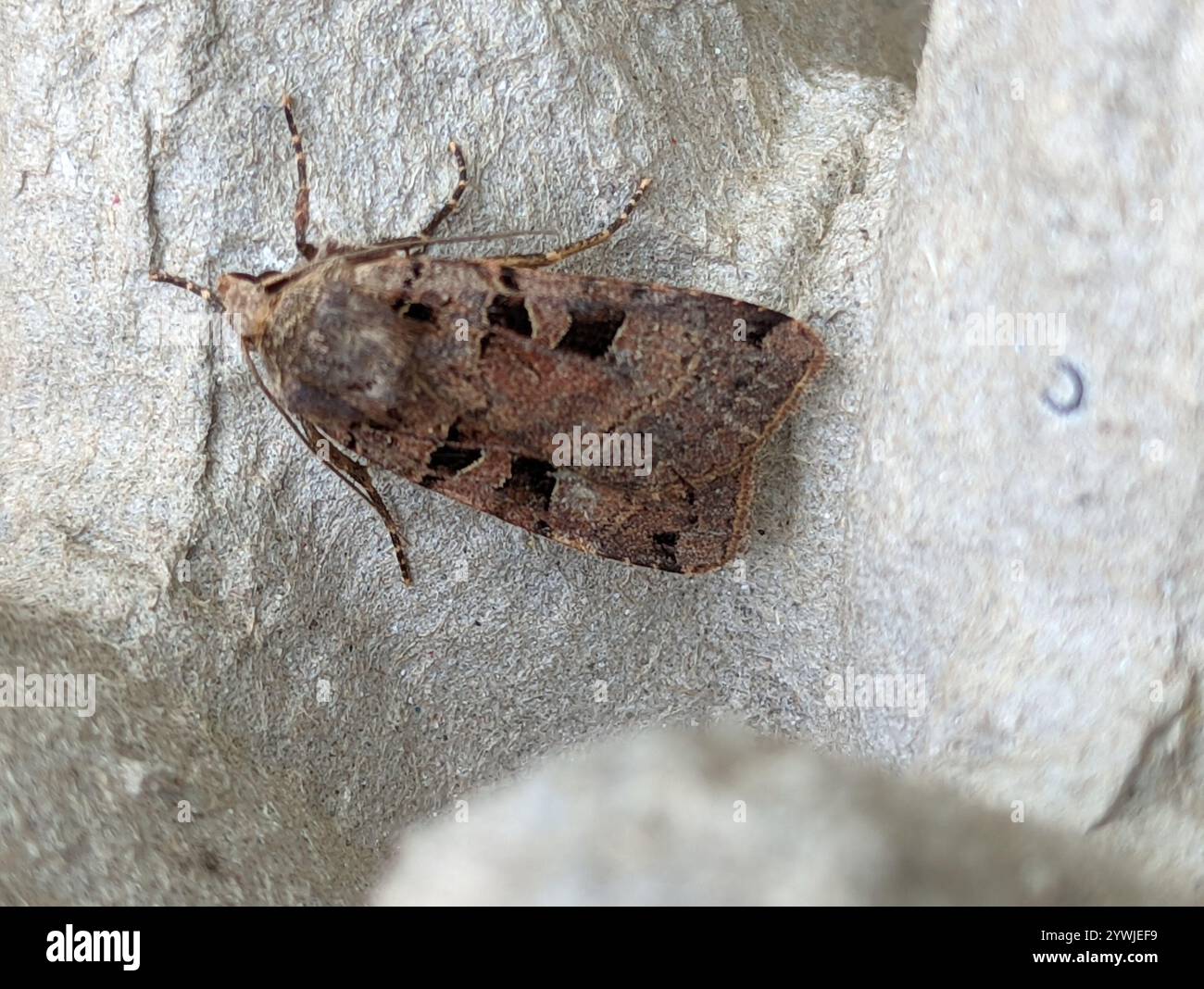 Double Square-spot (Xestia triangulum Stock Photo - Alamy