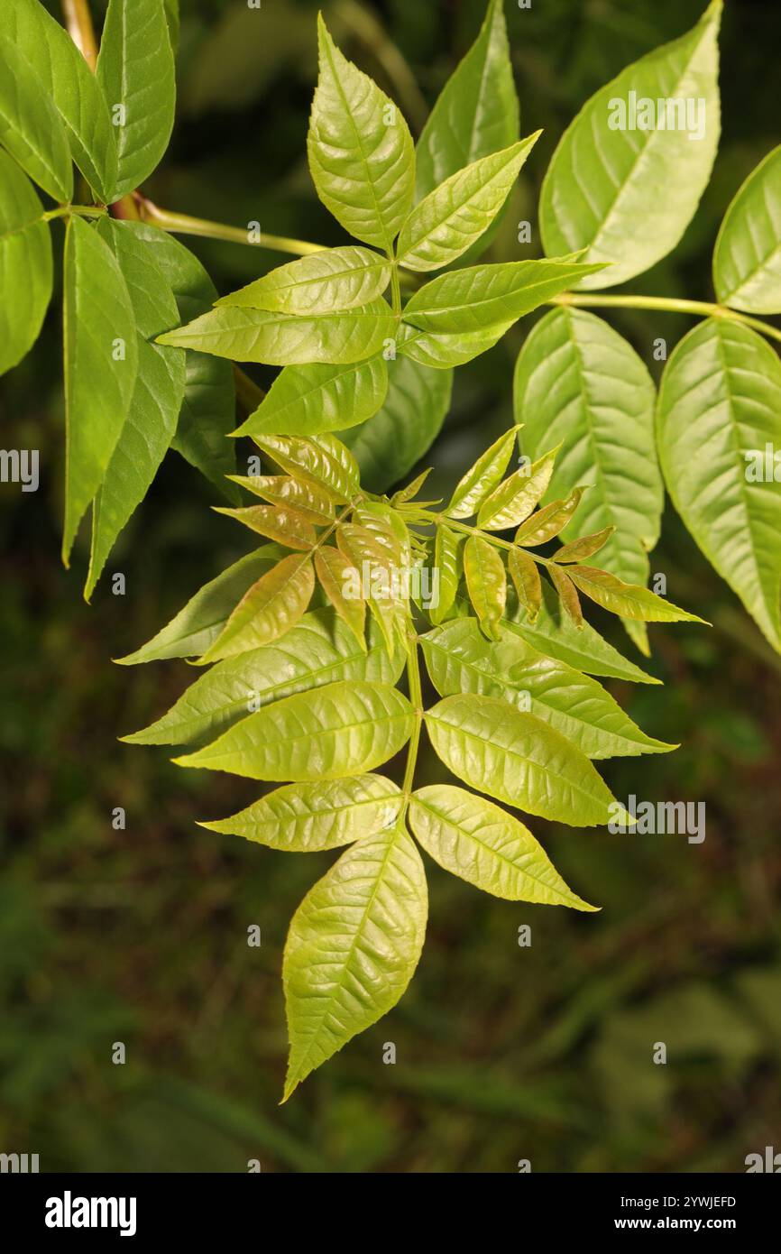European ash (Fraxinus excelsior Stock Photo - Alamy