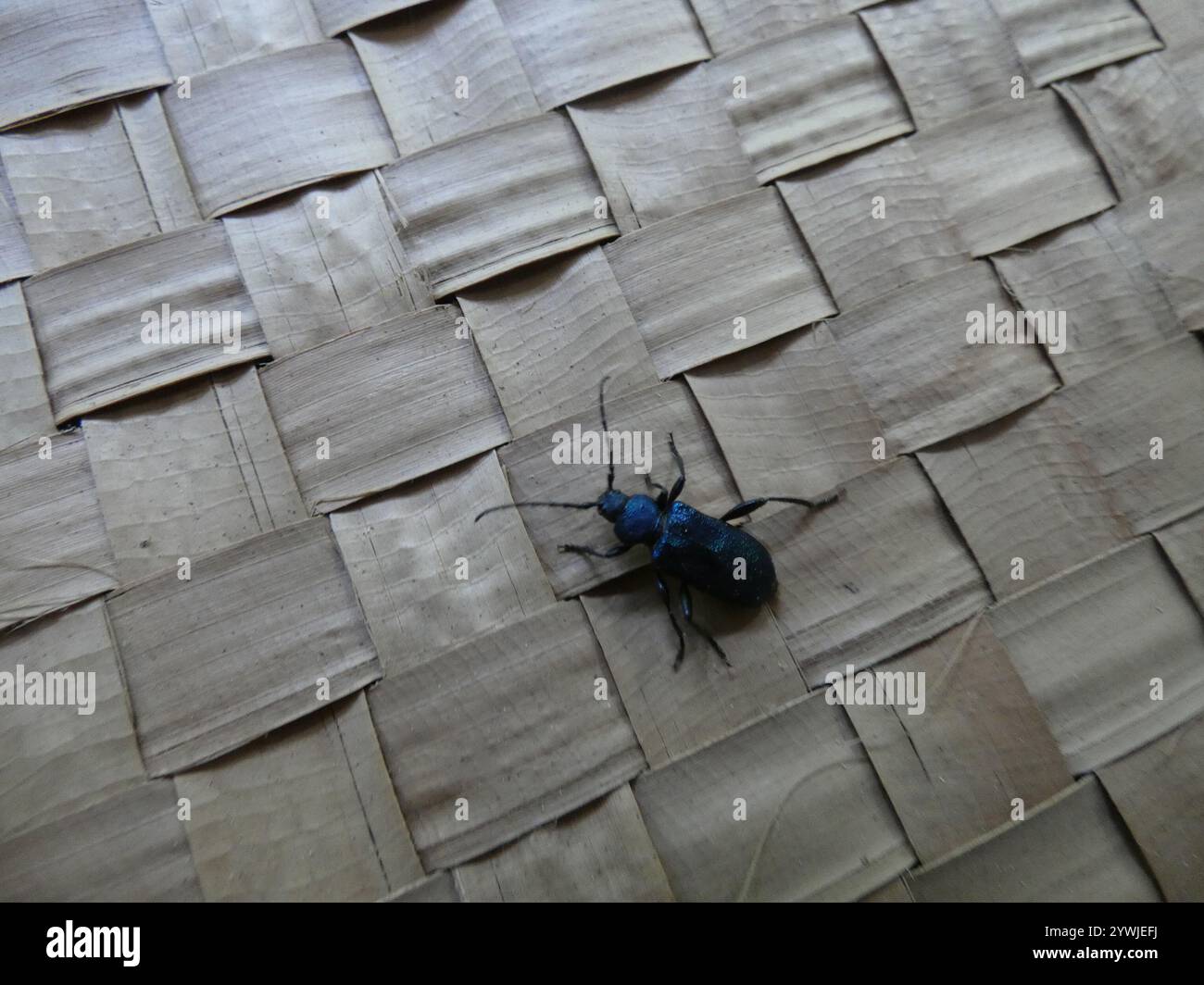 Violet tanbark beetle (Callidium violaceum Stock Photo - Alamy