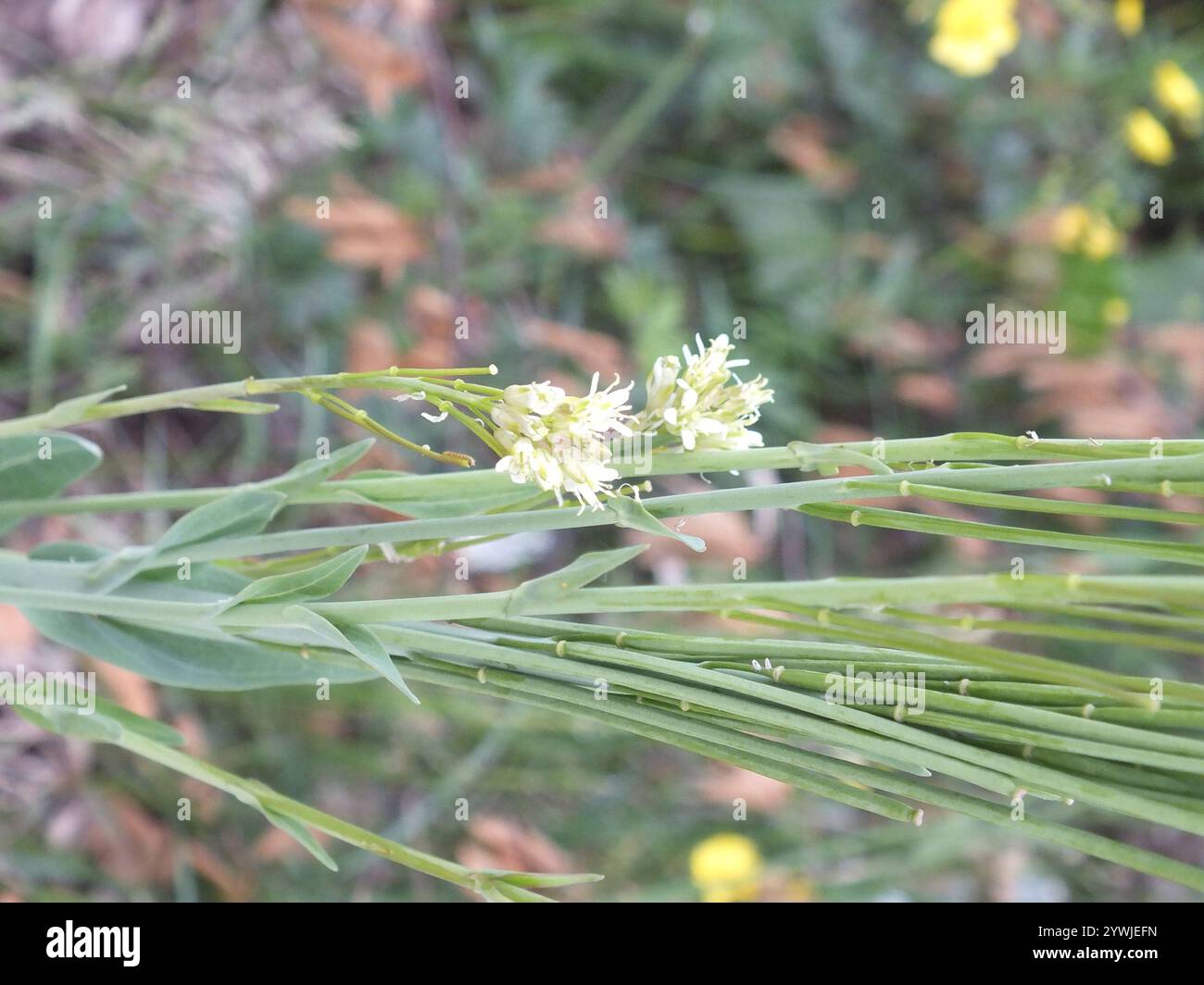 Tower Mustard (Turritis glabra Stock Photo - Alamy