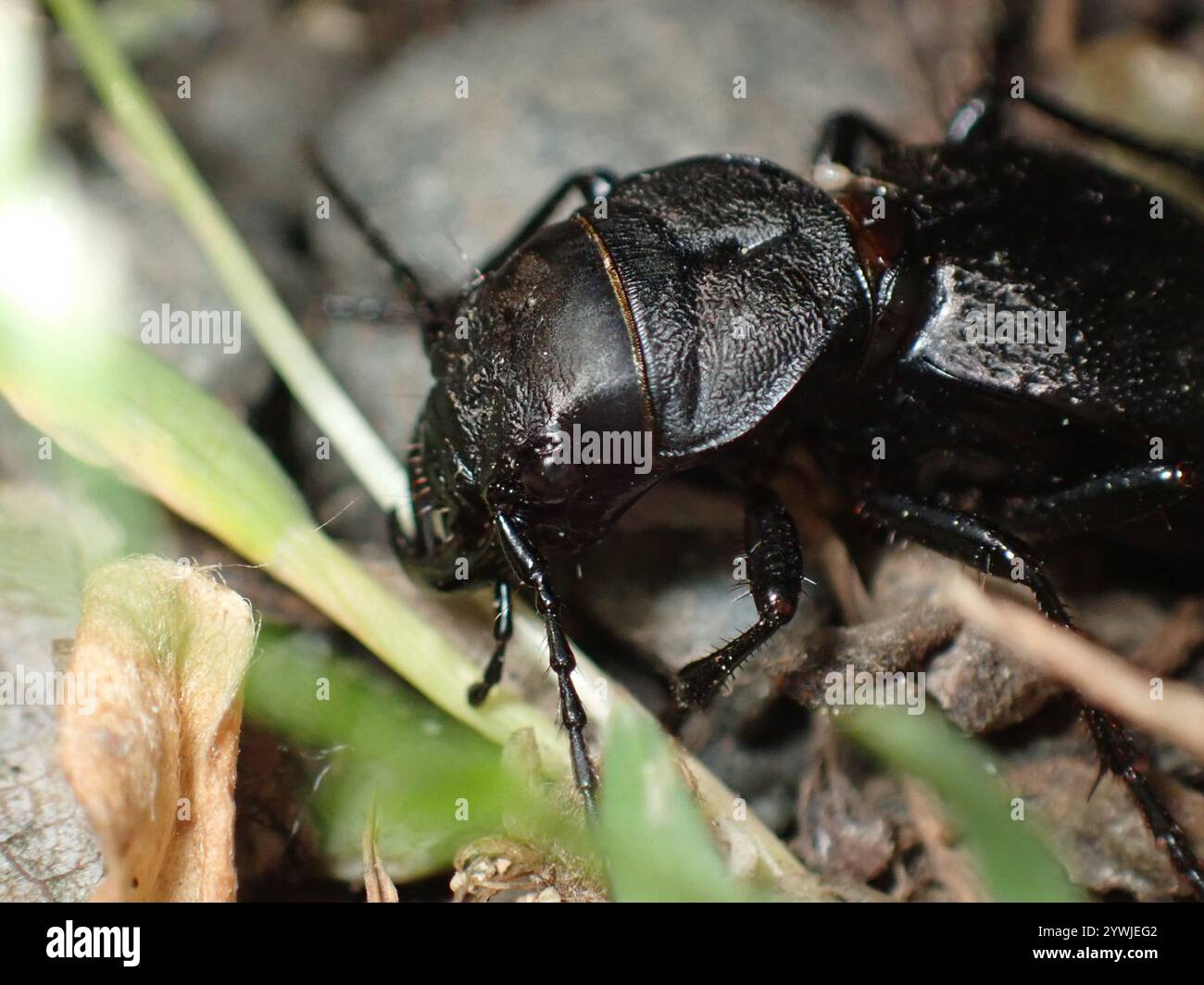 Greater Night-stalking Tiger Beetle (Omus dejeanii Stock Photo - Alamy