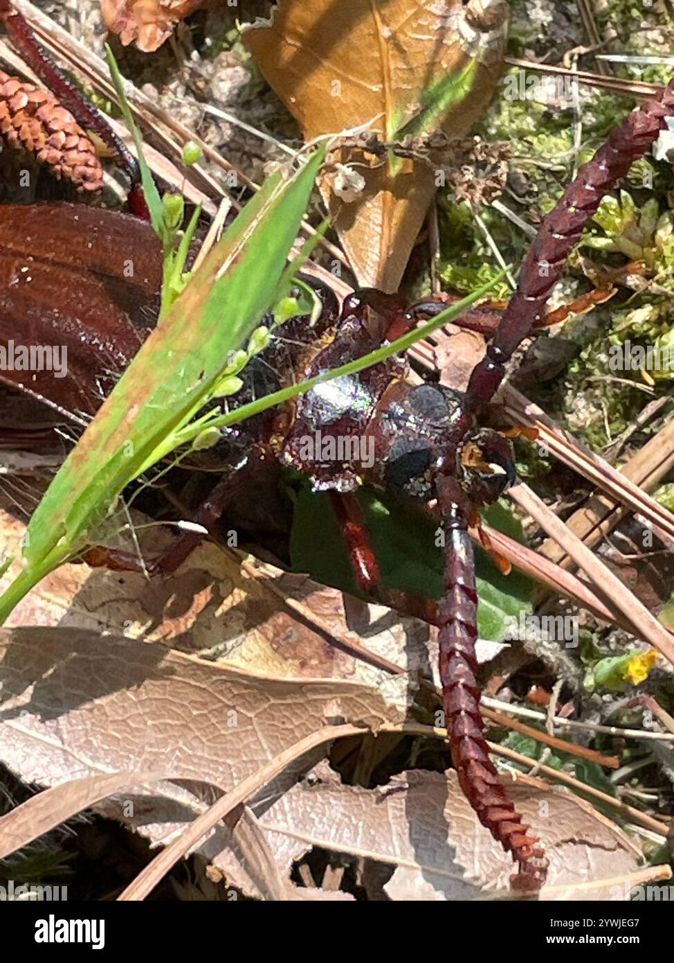 Tile-horned Prionus (Prionus imbricornis Stock Photo - Alamy
