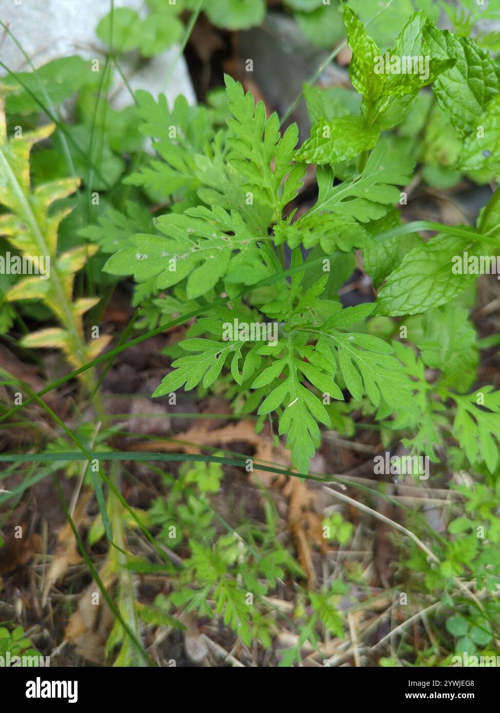 common ragweed (Ambrosia artemisiifolia Stock Photo - Alamy