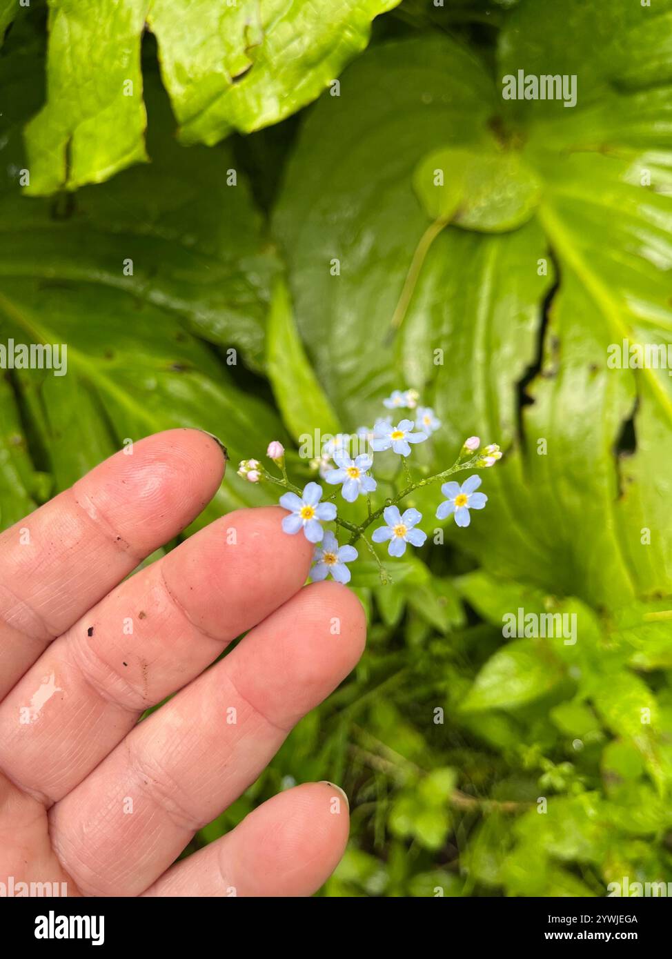 water forget-me-not (Myosotis scorpioides Stock Photo - Alamy