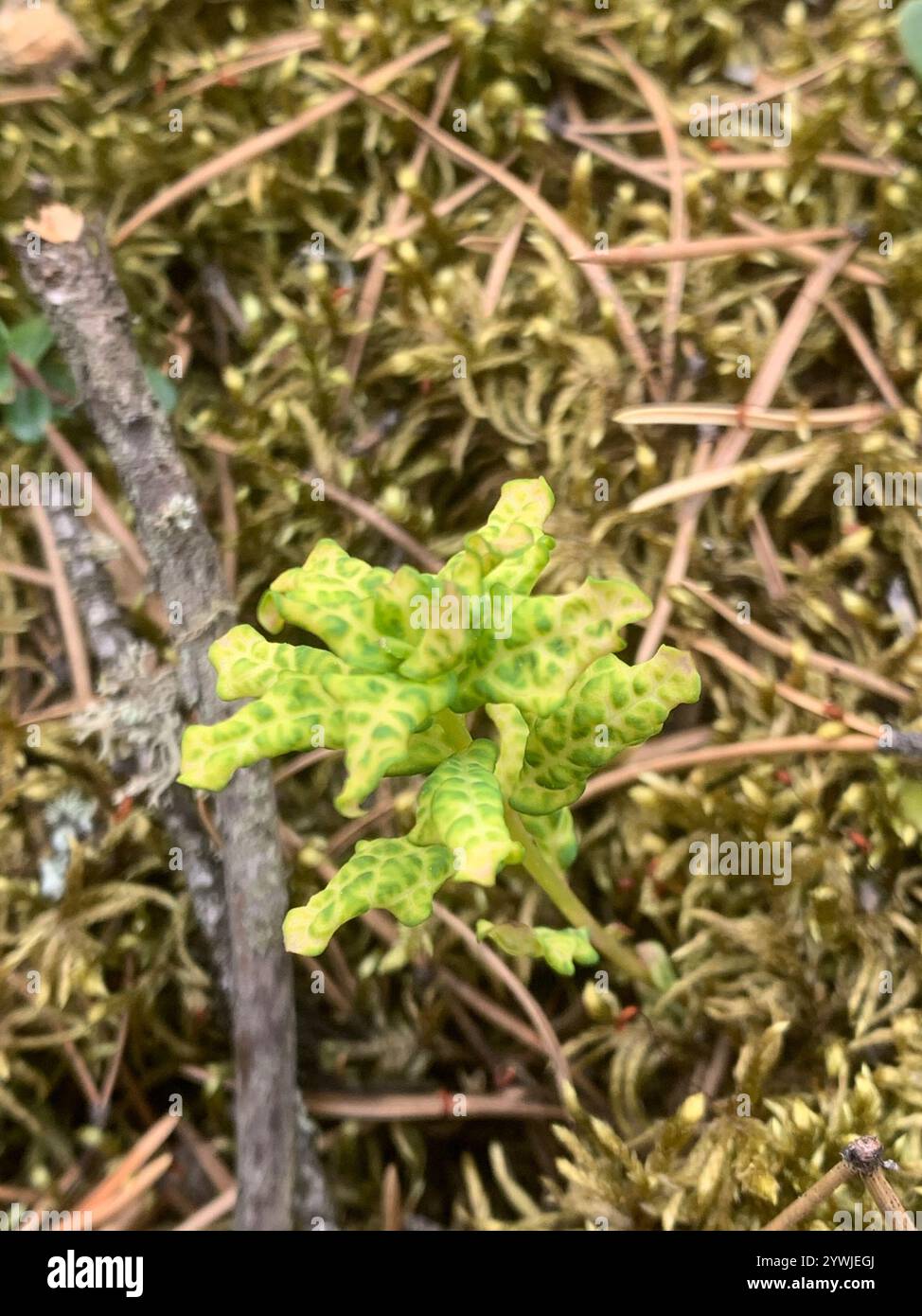 Northern Comandra (Geocaulon lividum Stock Photo - Alamy