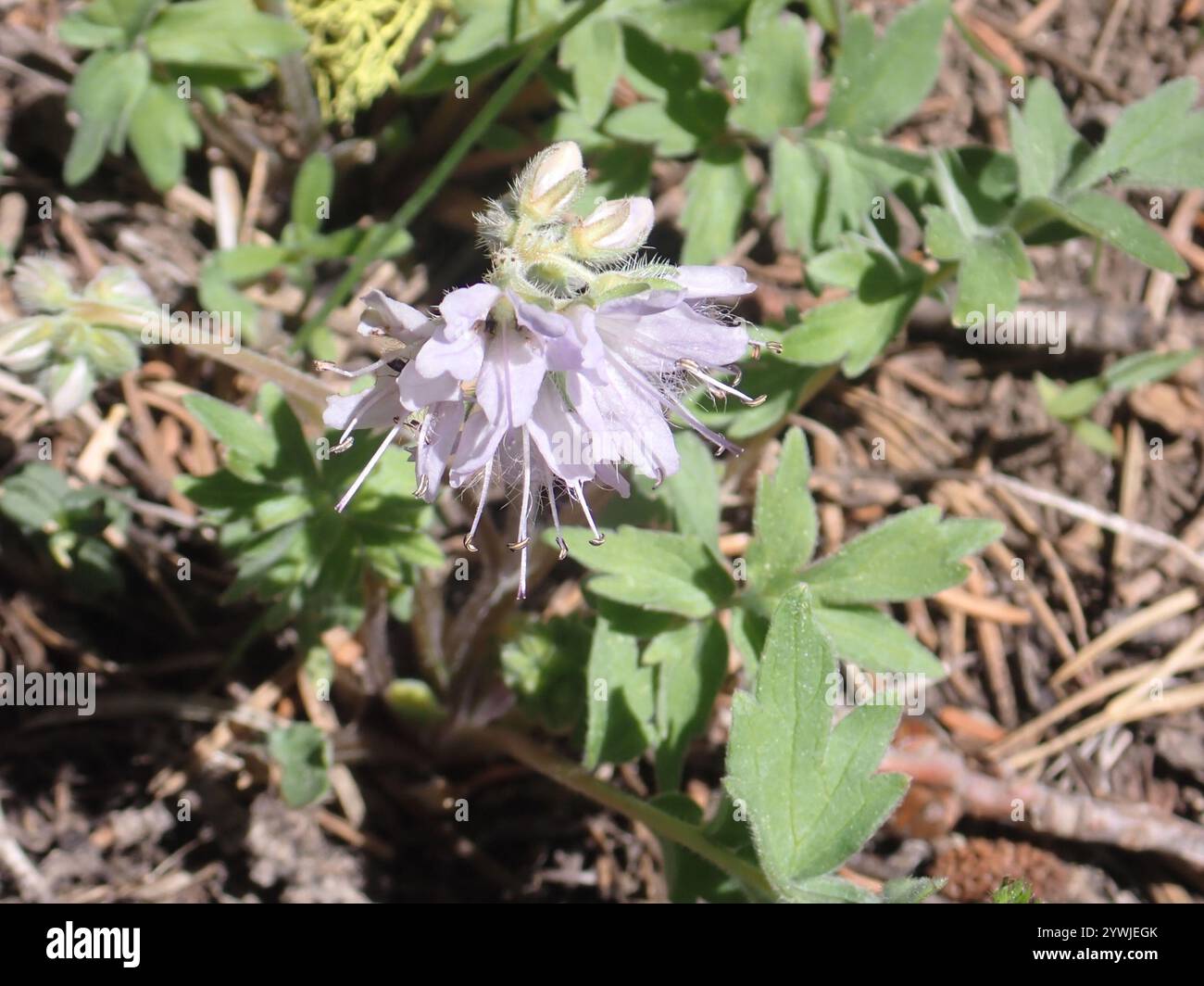 western waterleaf (Hydrophyllum occidentale Stock Photo - Alamy