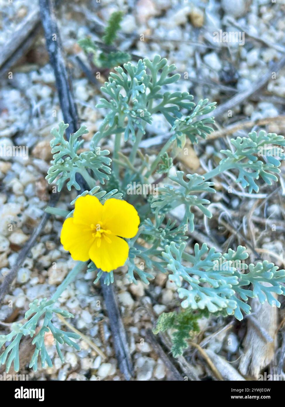 Little Gold Poppy (Eschscholzia minutiflora Stock Photo - Alamy
