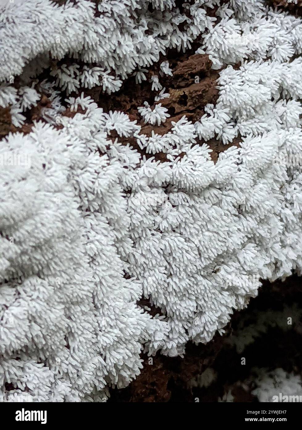 Common Coral Slime (Ceratiomyxa fruticulosa Stock Photo - Alamy