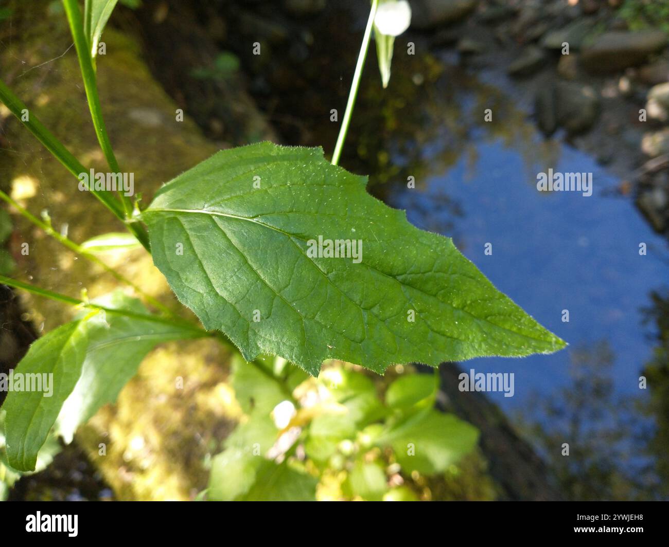 nipplewort (Lapsana communis Stock Photo - Alamy